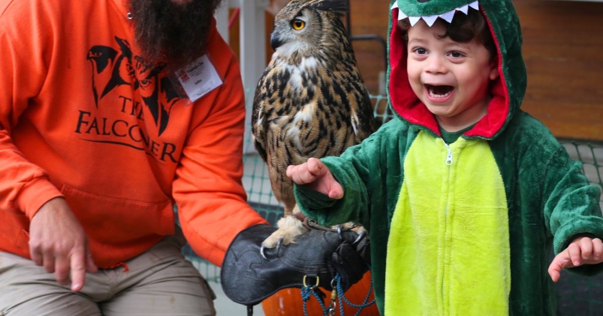 Raptor Ambassadors with The Falconer | Experience Olympia