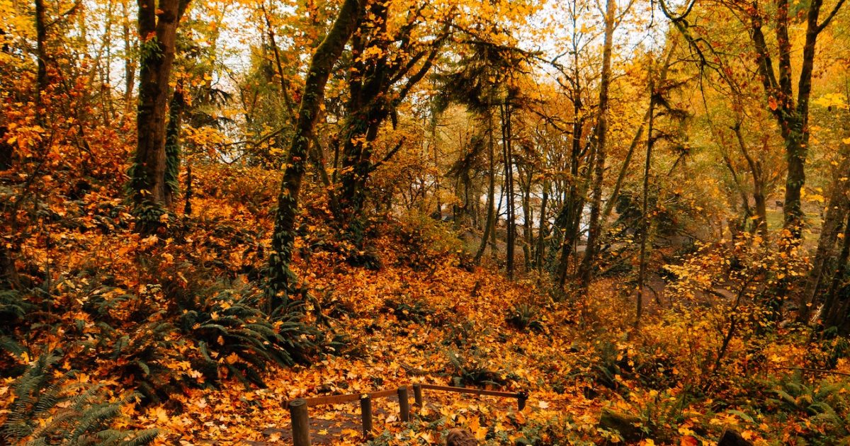 Top 15 Fall Activities in and around Olympia, WA - Experience Olympia