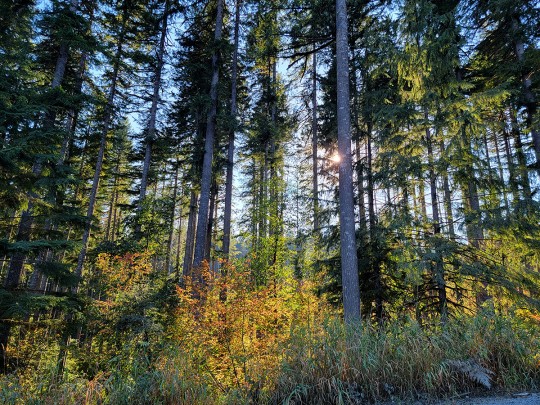 Olympia Fall Guide: Festivals, Events & Activities - Experience Olympia
